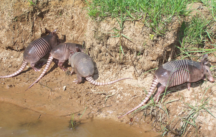 ADW: Dasypus novemcinctus: INFORMATION