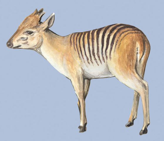 duiker zebra coloring pages
