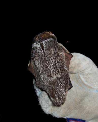 ADW: Lasiurus cinereus: INFORMATION