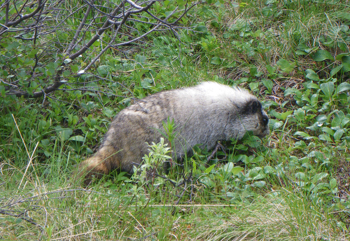 ADW: Marmota caligata: INFORMATION