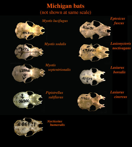 ADW: Lasionycteris noctivagans: SPECIMENS