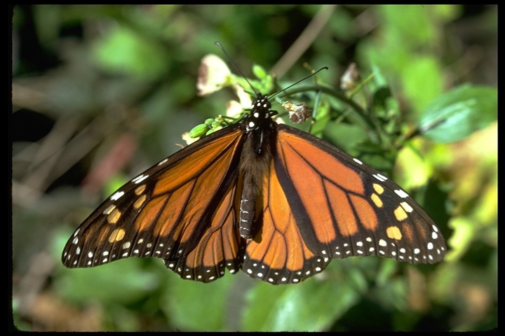 ADW: Danaus plexippus: INFORMATION