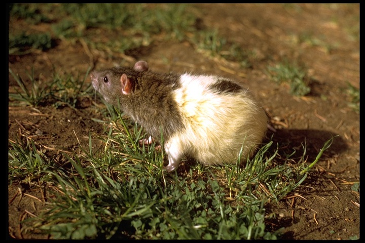 ADW: Rattus norvegicus: INFORMATION