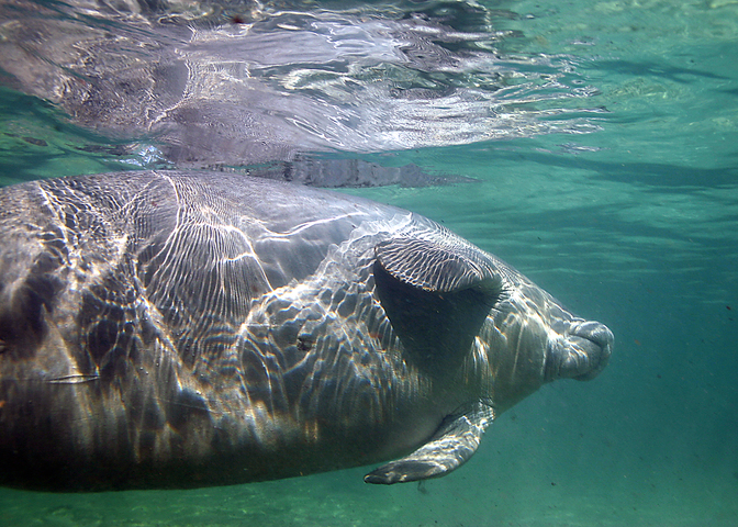 ADW: Trichechus manatus: INFORMATION