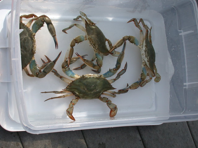 Adw Callinectes Sapidus Information