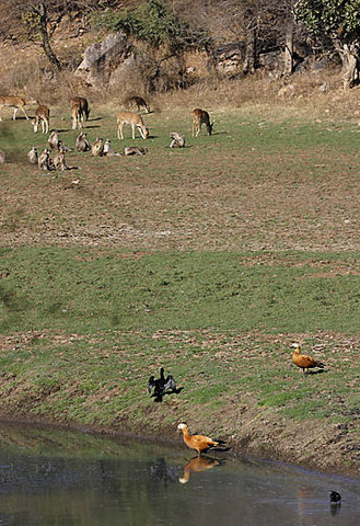 ADW: Semnopithecus entellus: INFORMATION