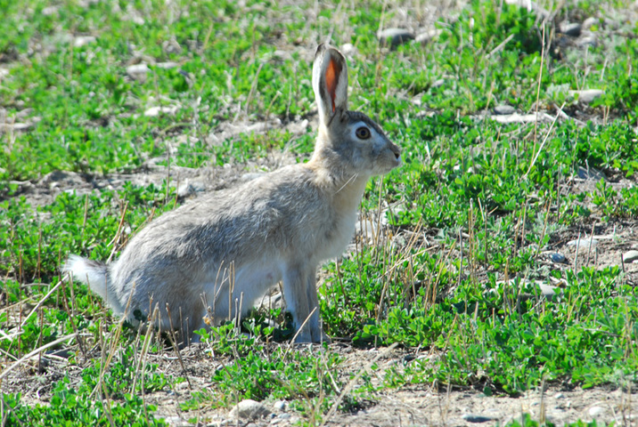 ADW: Lepus timidus: INFORMATION