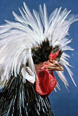 ADW: Gallus gallus: INFORMATION