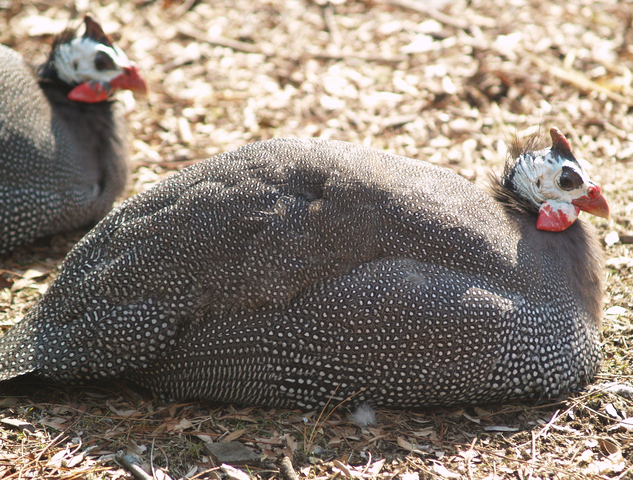 Numida meleagris (helmeted guineafowl) | INFORMATION | Animal Diversity Web