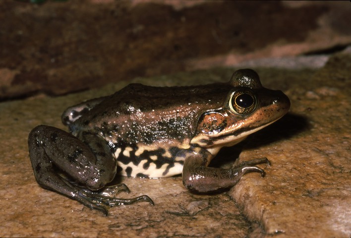 Lithobates virgatipes (Carpenter Frog) | INFORMATION | Animal Diversity Web