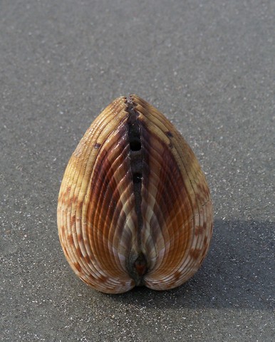 ADW: Bivalvia: INFORMATION