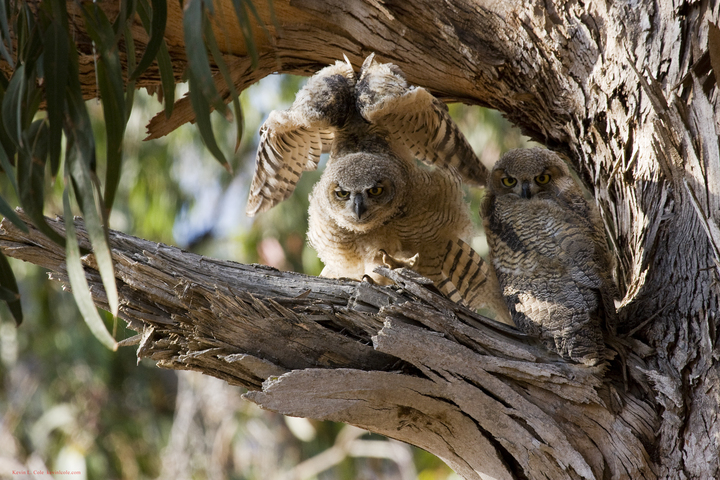 ADW: Strigiformes: INFORMATION