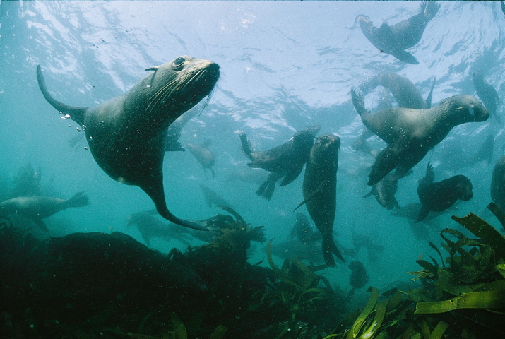 ADW: Otariidae: INFORMATION