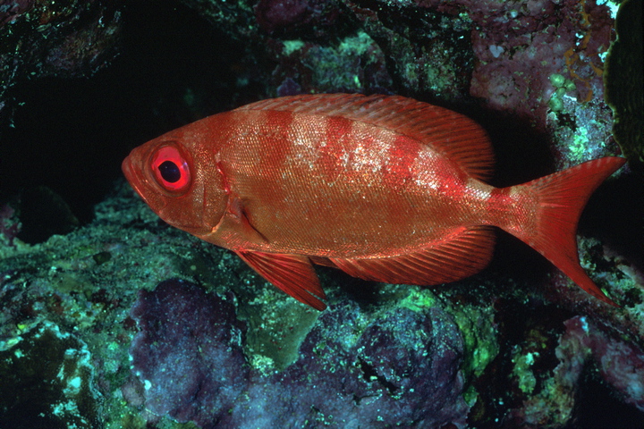 ADW: Actinopterygii: PICTURES