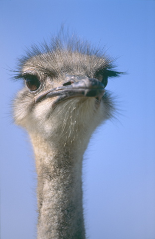 ADW: Struthioniformes: INFORMATION