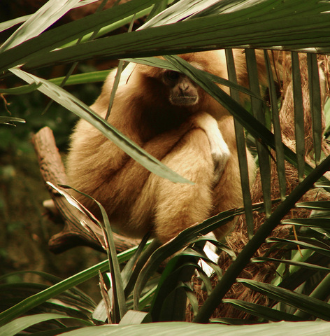 ADW: Hylobatidae: INFORMATION