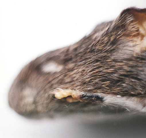 ADW: Chordata: SPECIMENS