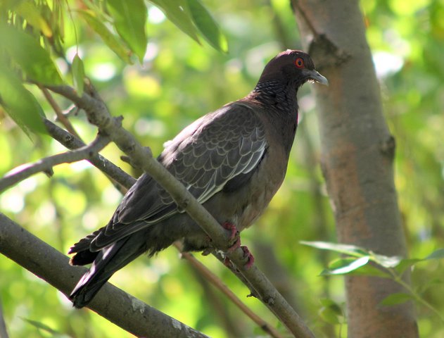 ADW: Columbidae: INFORMATION