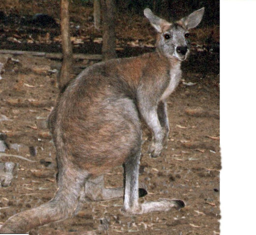 ADW: Macropus robustus: INFORMATION