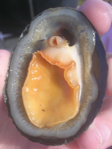 ADW: Lottia gigantea: PICTURES