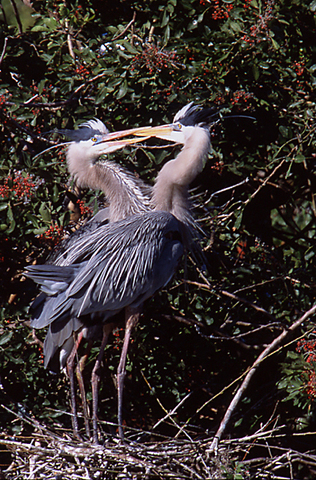 ADW: Ardea herodias: INFORMATION