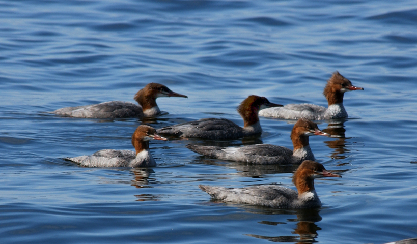 ADW: Mergus merganser: INFORMATION