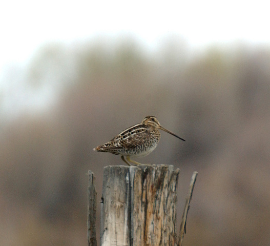 ADW: Gallinago gallinago: INFORMATION