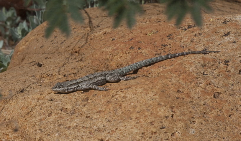 ADW: Urosaurus ornatus: PICTURES