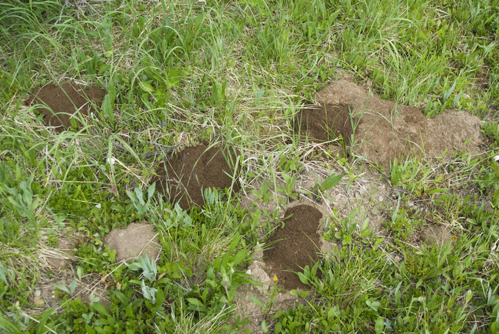 ADW: Geomyidae: PICTURES