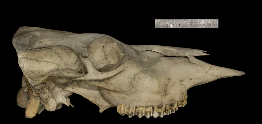 ADW: Bos taurus: SPECIMENS