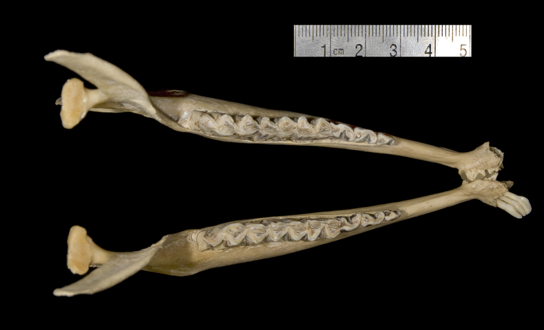 ADW: Cephalophus zebra: SPECIMENS ADW: Cephalophus zebra: SPECIMENS