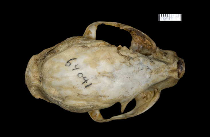 ADW: Leopardus tigrinus: SPECIMENS