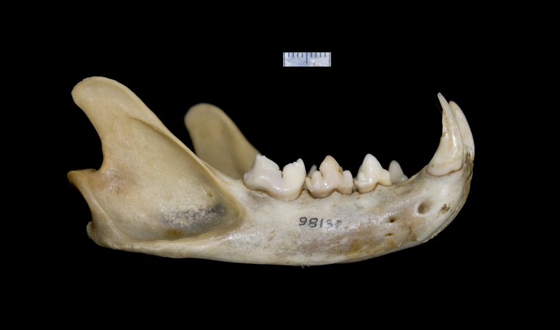 ADW: Lynx canadensis: SPECIMENS