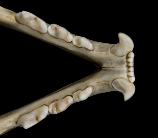 ADW: Lynx canadensis: SPECIMENS