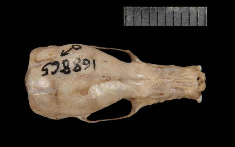 ADW: Anoura geoffroyi: SPECIMENS