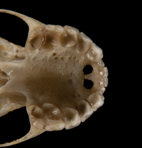 ADW: Phyllostomidae: SPECIMENS