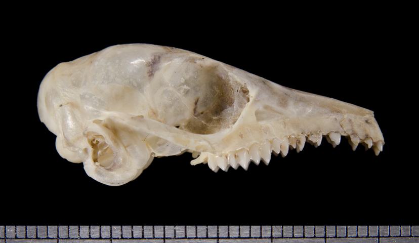 ADW: Macroscelidea: SPECIMENS