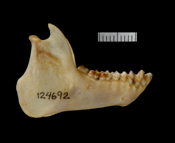 ADW: Aotidae: SPECIMENS