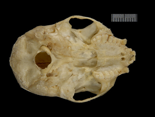 ADW: Cebidae: SPECIMENS