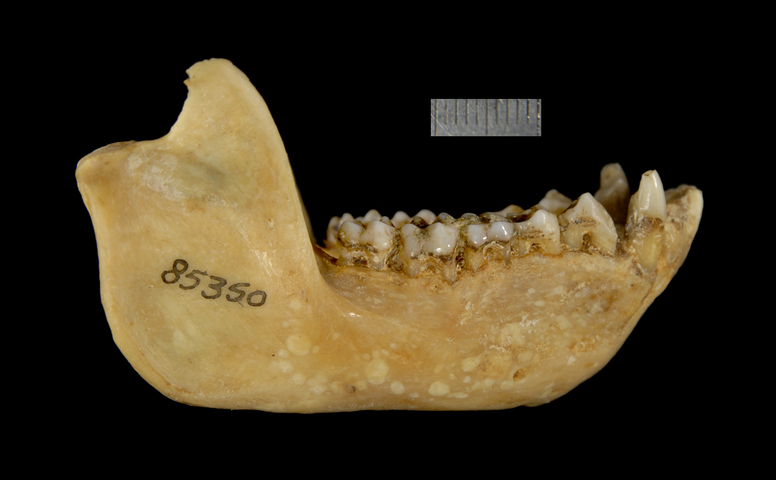 ADW: Cercopithecidae: SPECIMENS