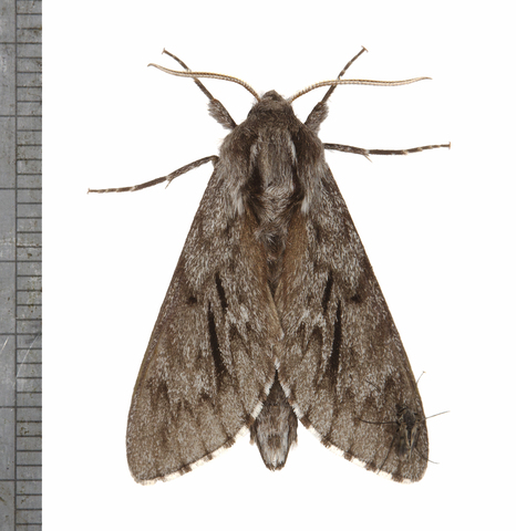 ADW: Lapara bombycoides: PICTURES