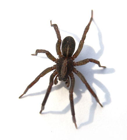 ADW: Chelicerata: PICTURES