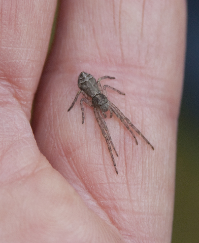 ADW: Chelicerata: PICTURES