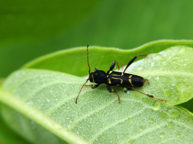 ADW: Insecta: PICTURES