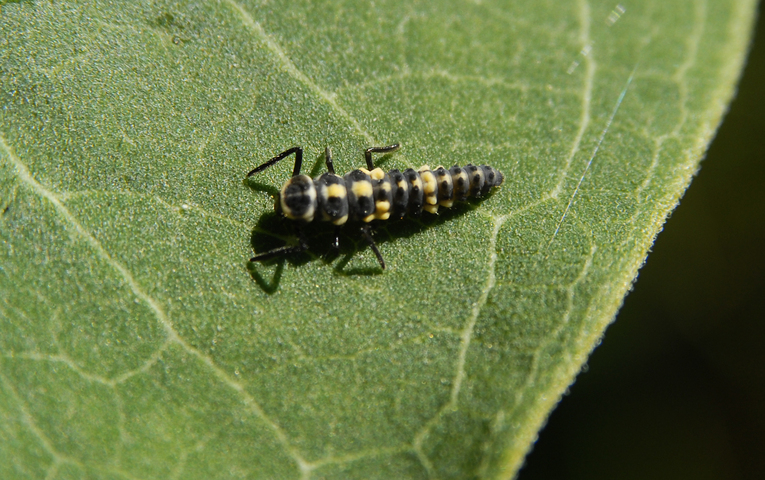 ADW: Insecta: PICTURES