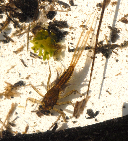 ADW: Insecta: PICTURES