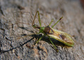 ADW: Insecta: INFORMATION