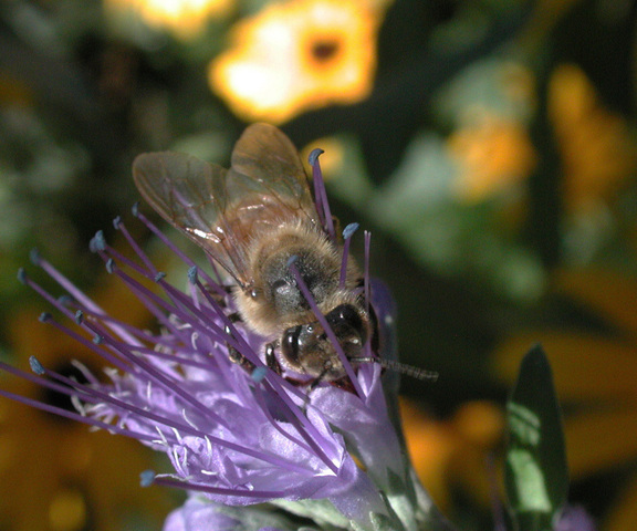 ADW: Apis mellifera: PICTURES