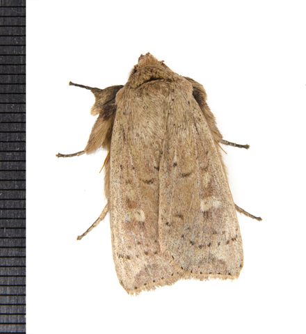 ADW: Arthropoda: INFORMATION