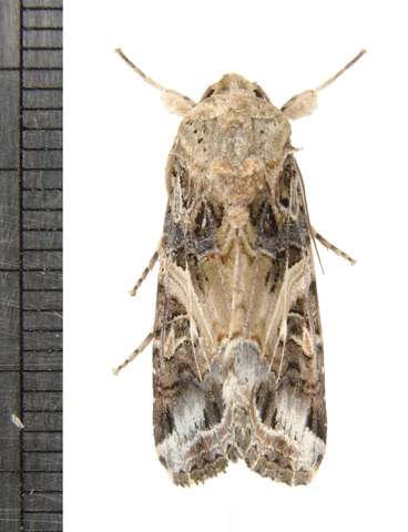 ADW: Spodoptera: INFORMATION